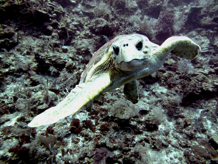 Loggerhead_turtle_Belize_R_Cosgrove – DUSAC